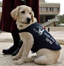 Our Dogs Understand Hebrew | Jewish Federation of the Berkshires
