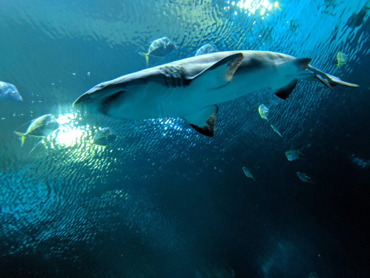 PJ Dad's Gone Mild: Shark Reef | Jewish Nevada